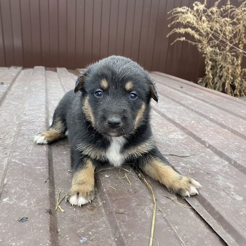 Щенки дворняжки