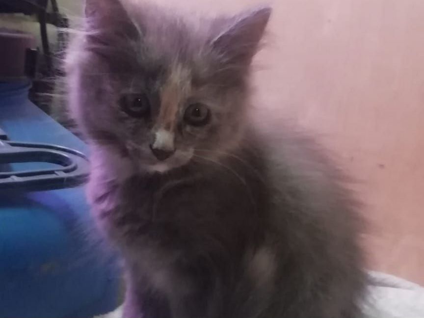 Котёнок