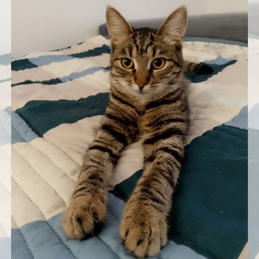 Котёнок девочка 8мес Шпротинка