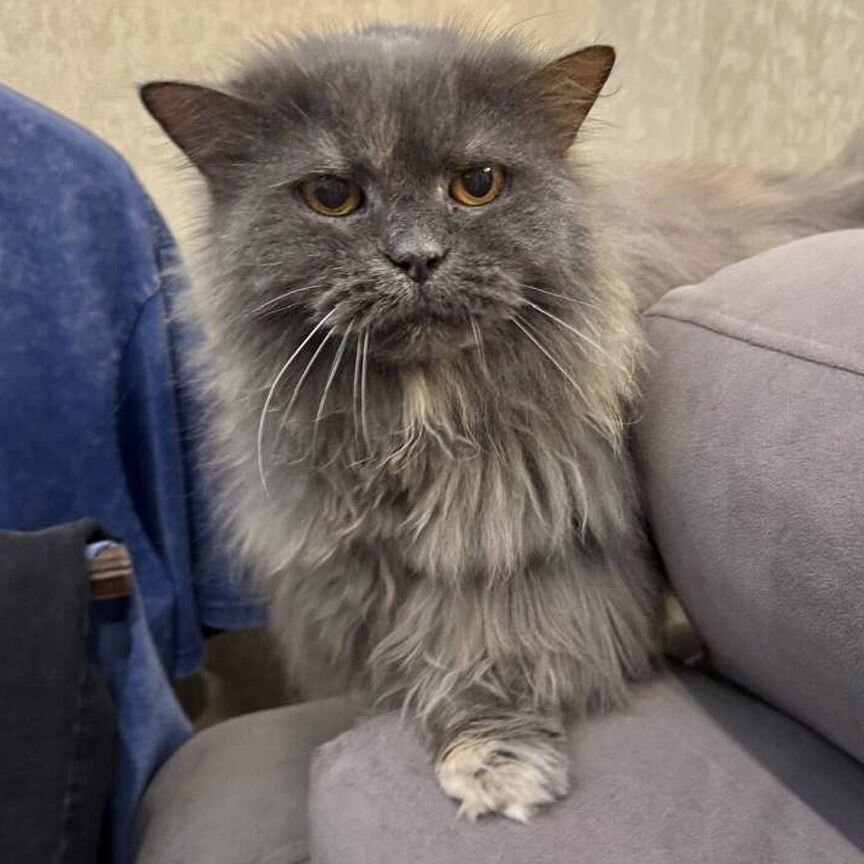 Кошка жила на привязи