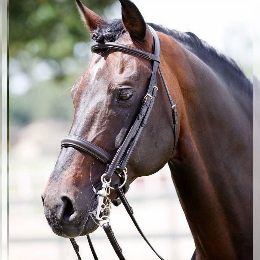Уздечка мундштучная (оголовье), черная, full