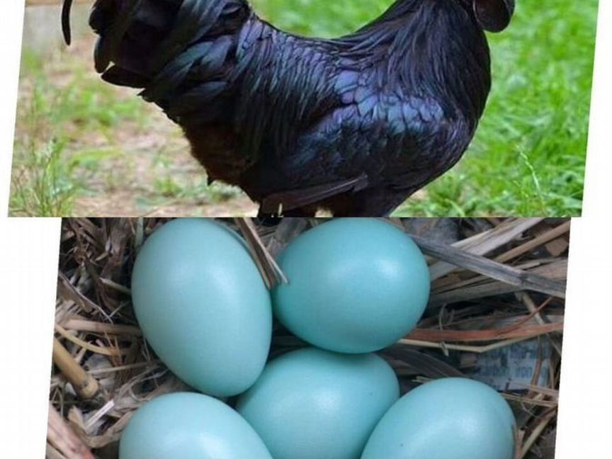 Зелёное яйцо ухейилюй