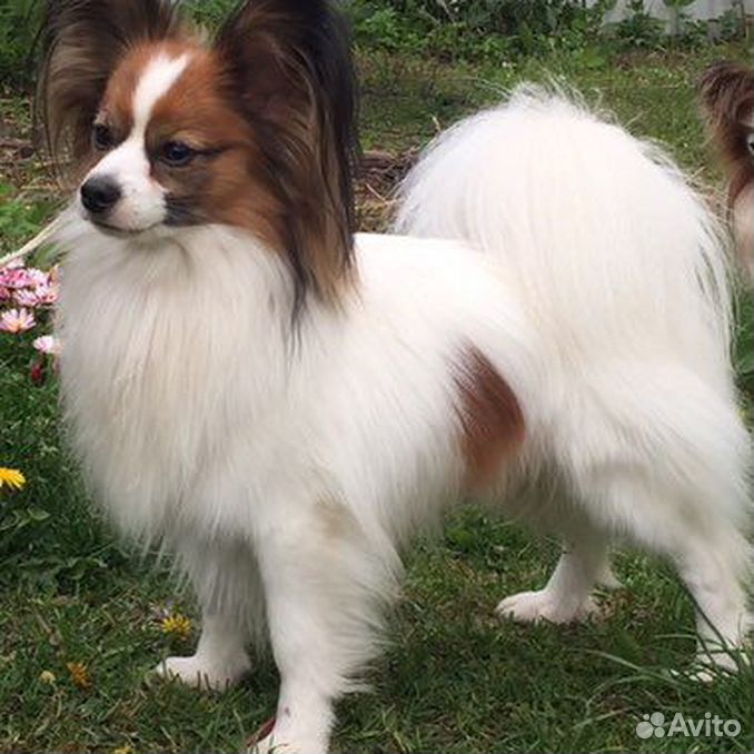 Маленькое солнышко