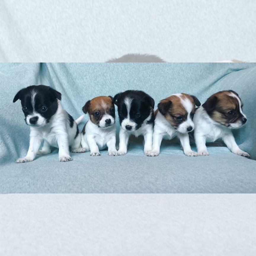 Американский терьер