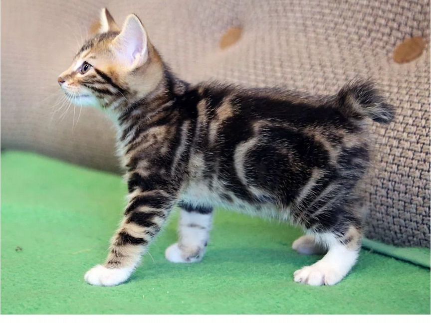 Курильский бобтейл в добрые руки