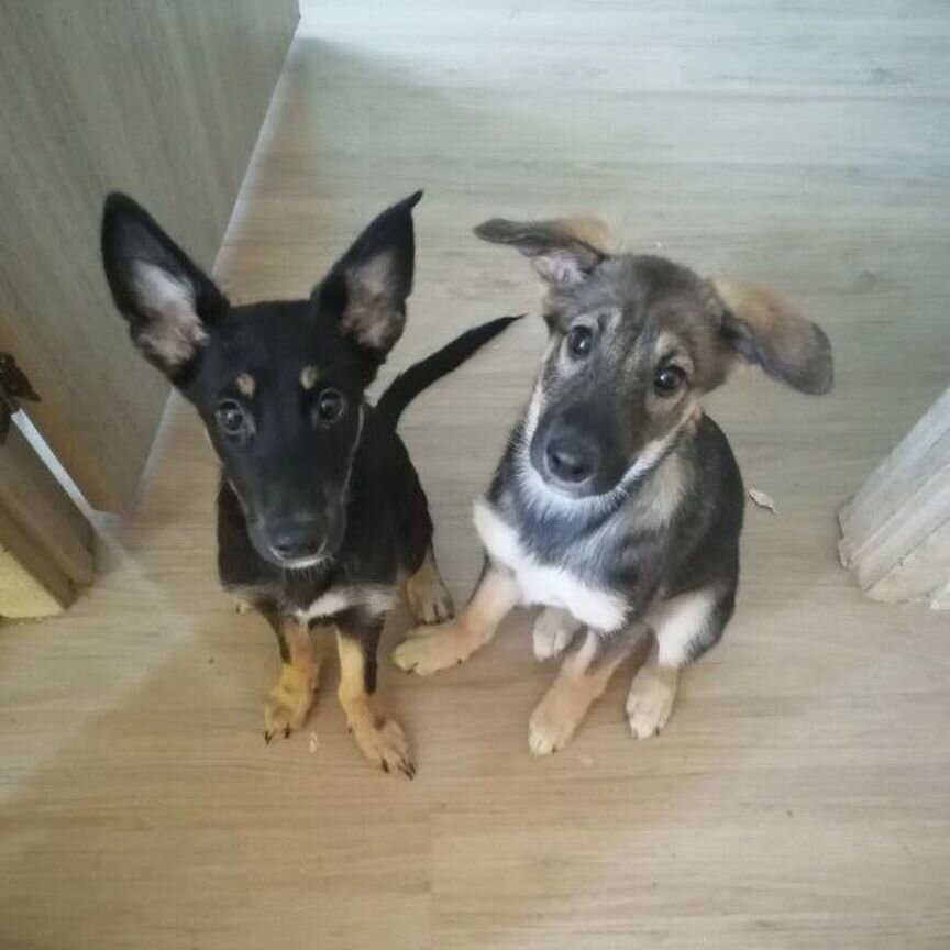 Отдам бесплатно щенки