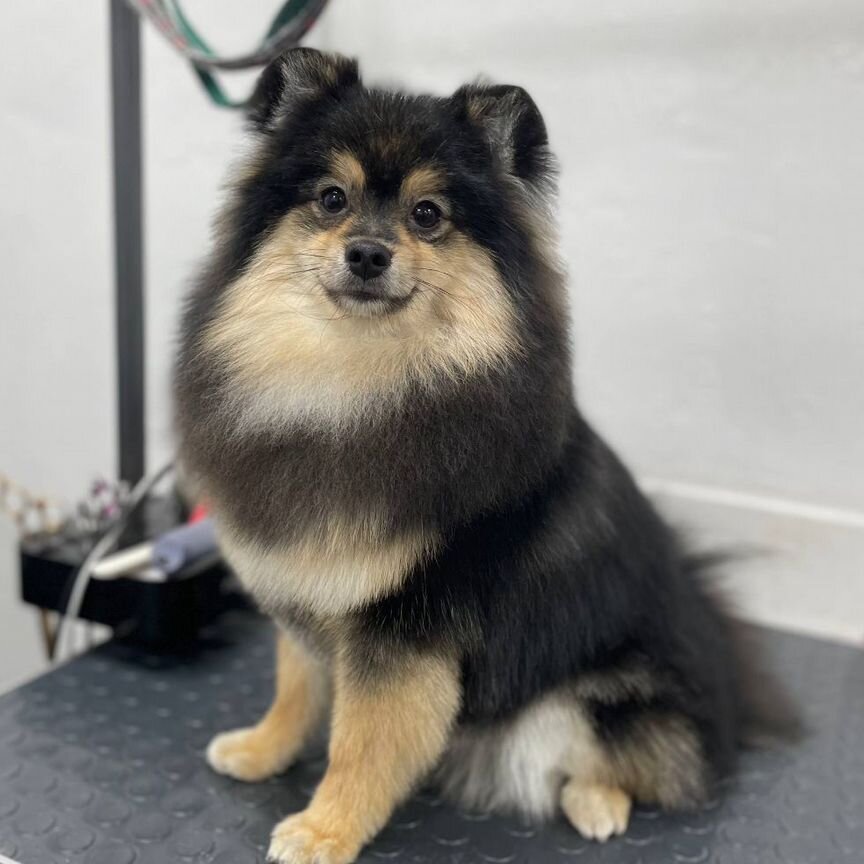 Померанский шпиц, щенок