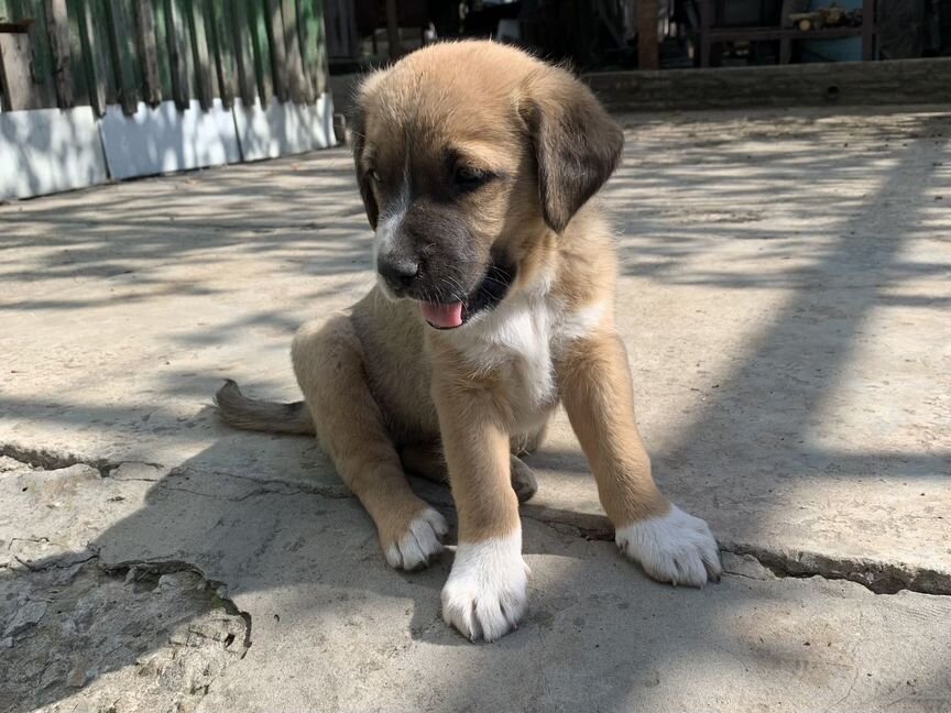 Отдам щенят даром