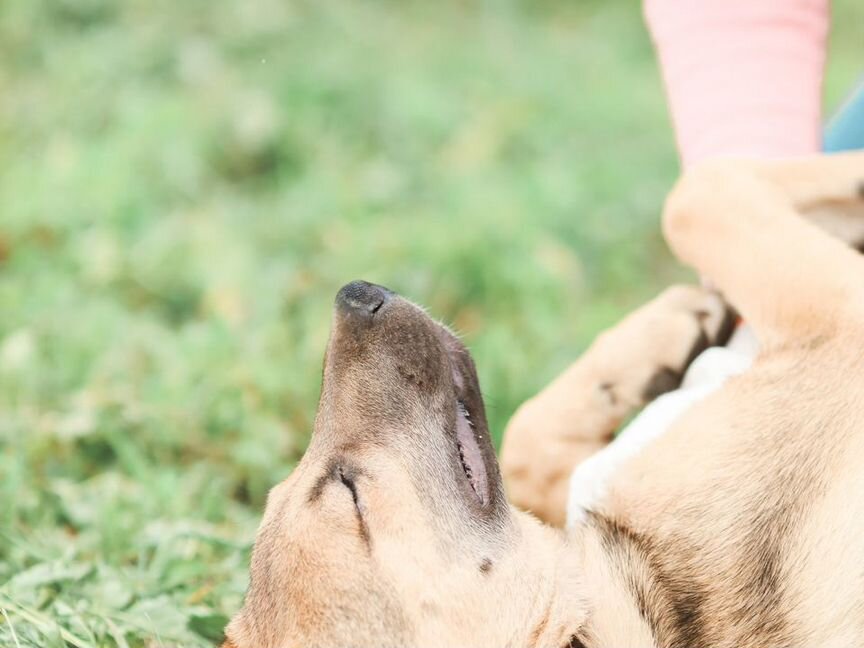 Добрый пес Крис из приюта ищет семью