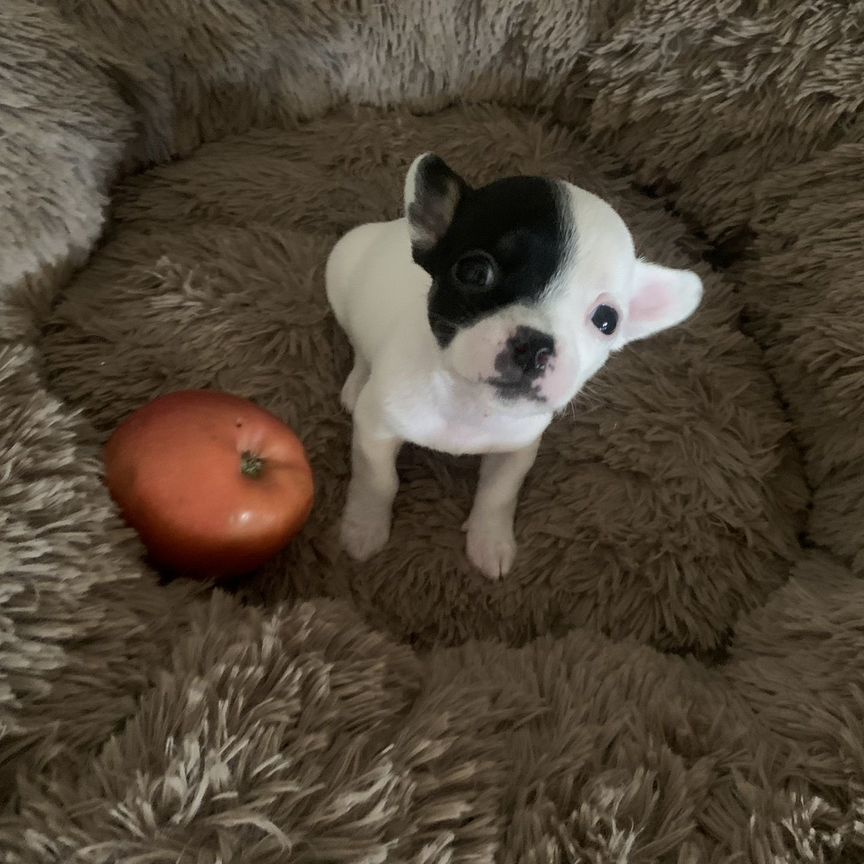 Взрослый пёс в добрые руки