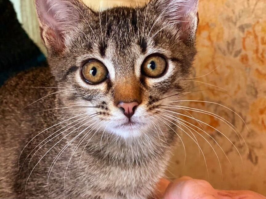 Котенок-мальчик в добрые руки