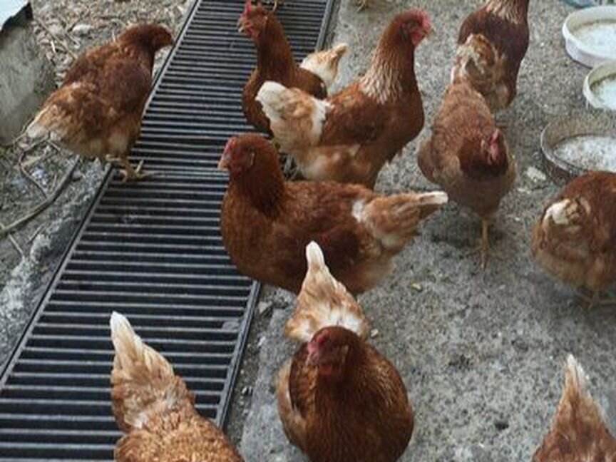 Куры несушки