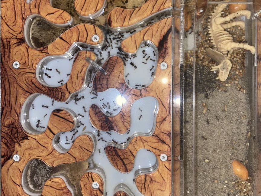 Муравьиная ферма бу