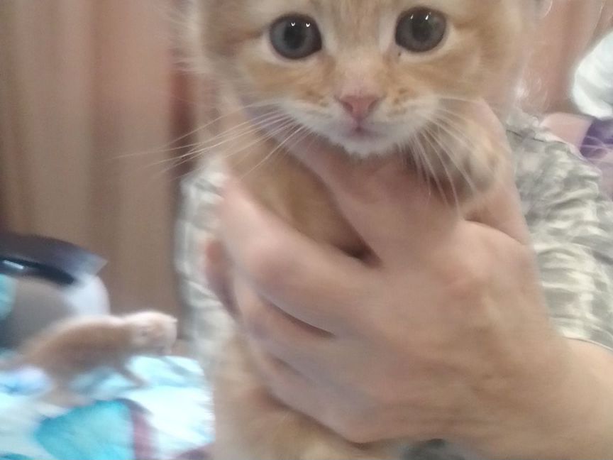Британская Вислоухая Кошка