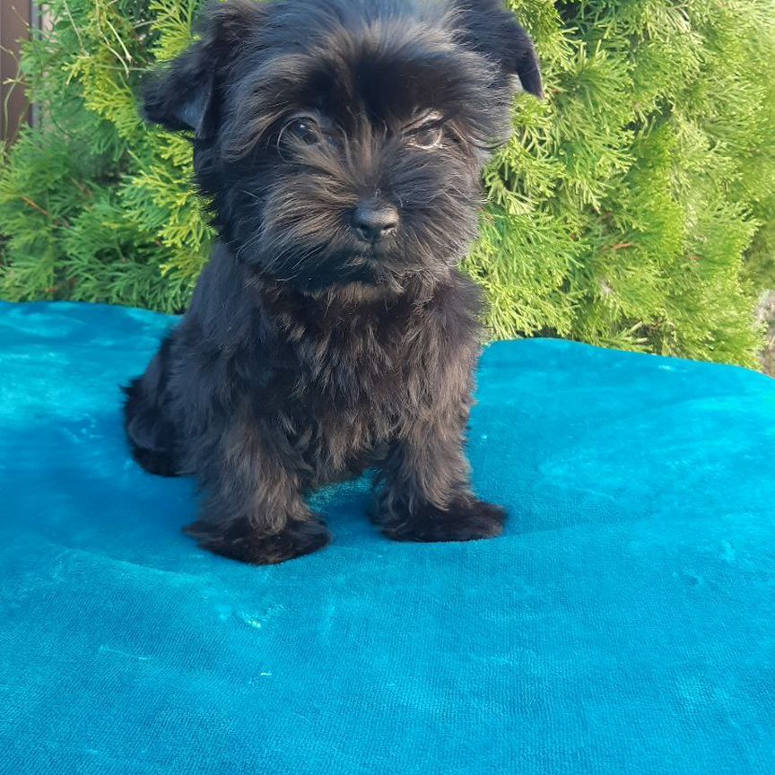 Йорочка черного окраса