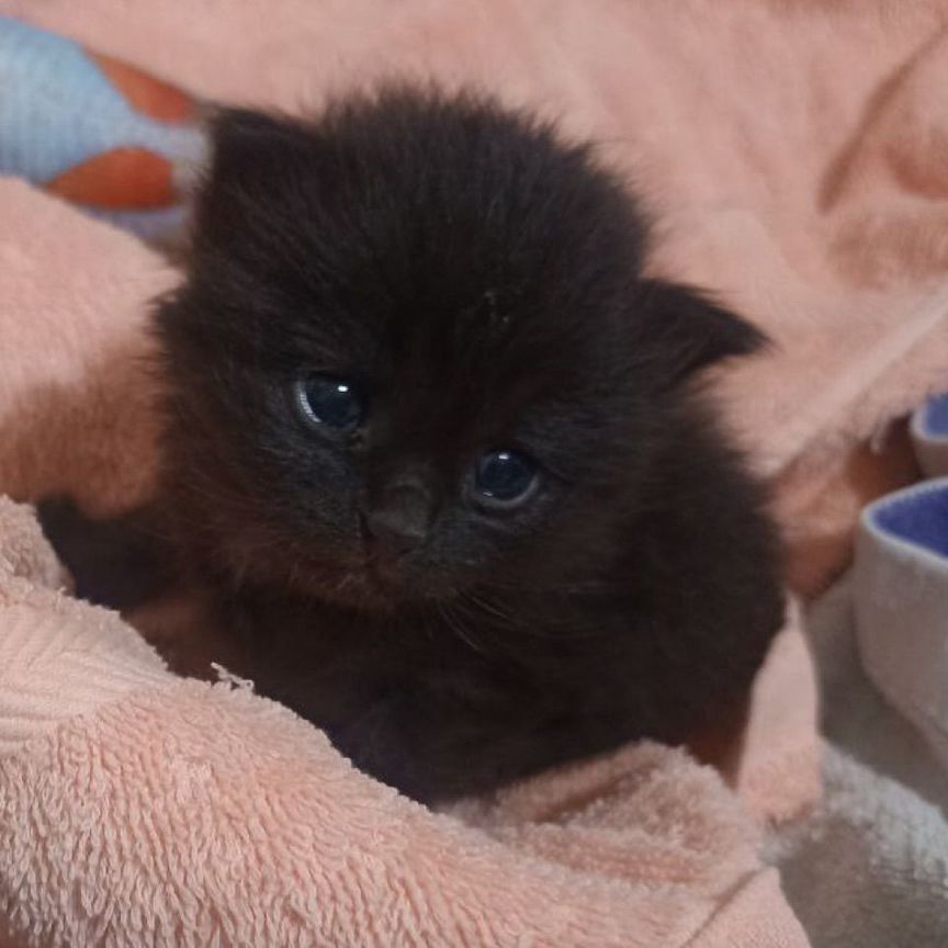 Крошечный котенок ищет добрые руки