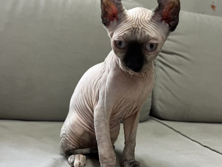 Канадский сфинкс котенок Эльф(девочка)