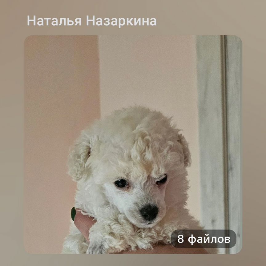 Той-пудель РКФ девочка