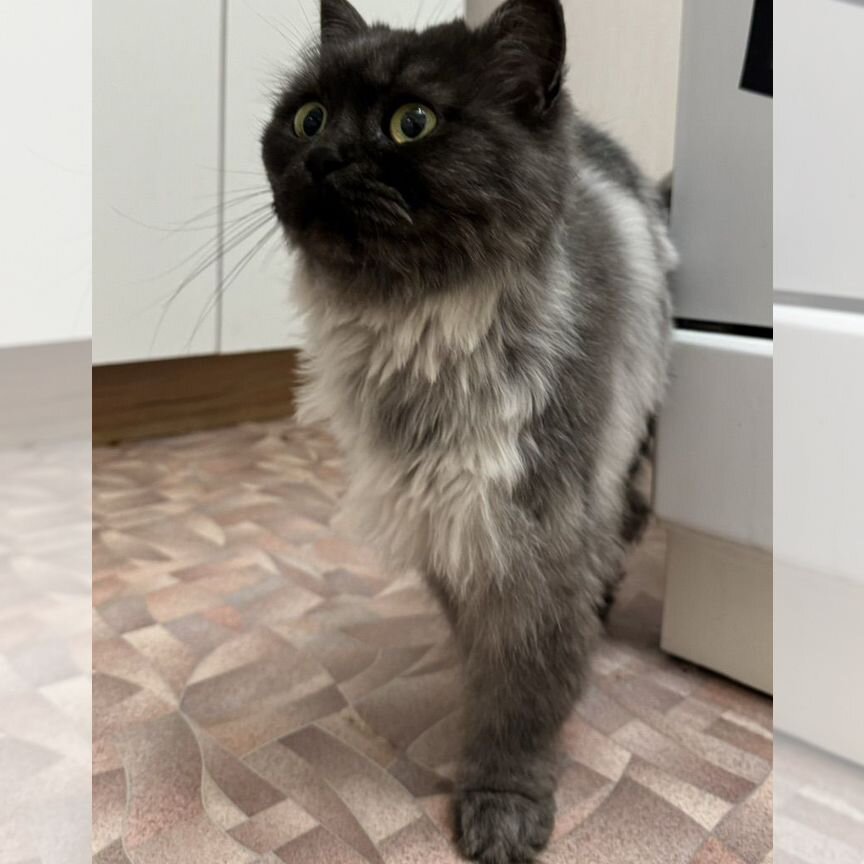 Взрослая, кошка в добрые руки