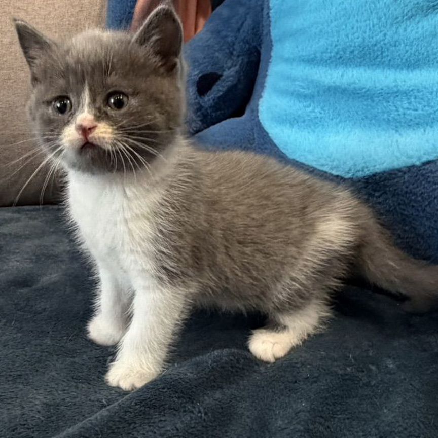 Шотландский прямоухий короткошёрстный котёнок