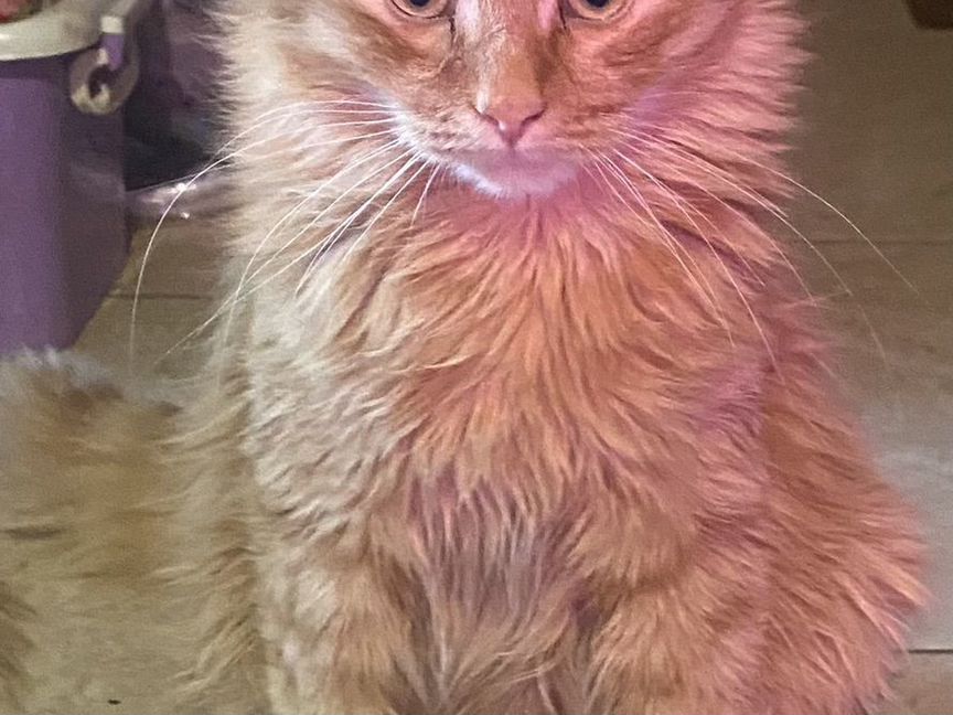 Похож на Мейн-кун котик