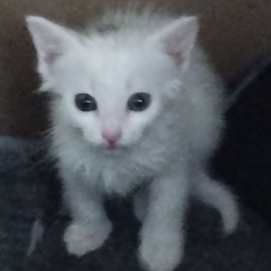 Котеночек, месячный