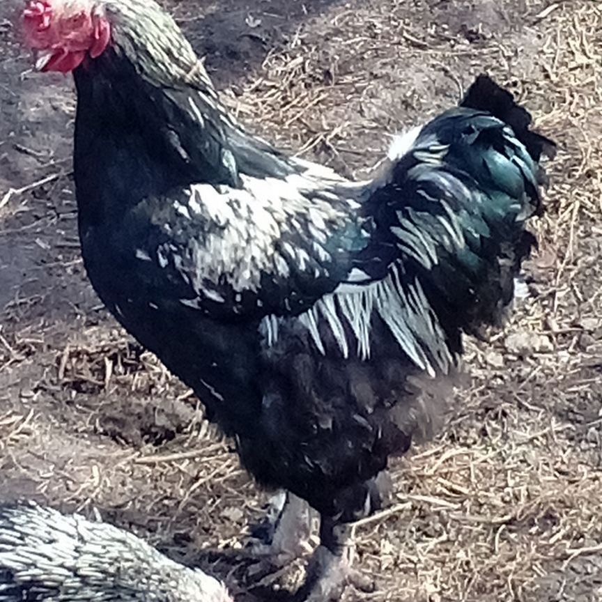 Петух брама