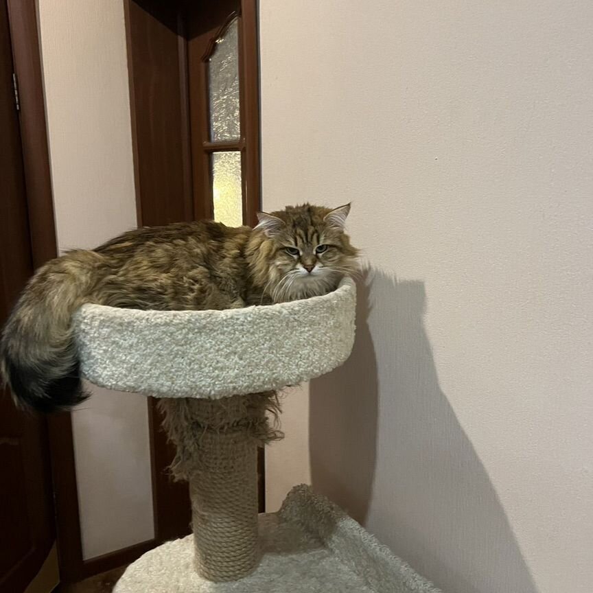 Сибирская кошка