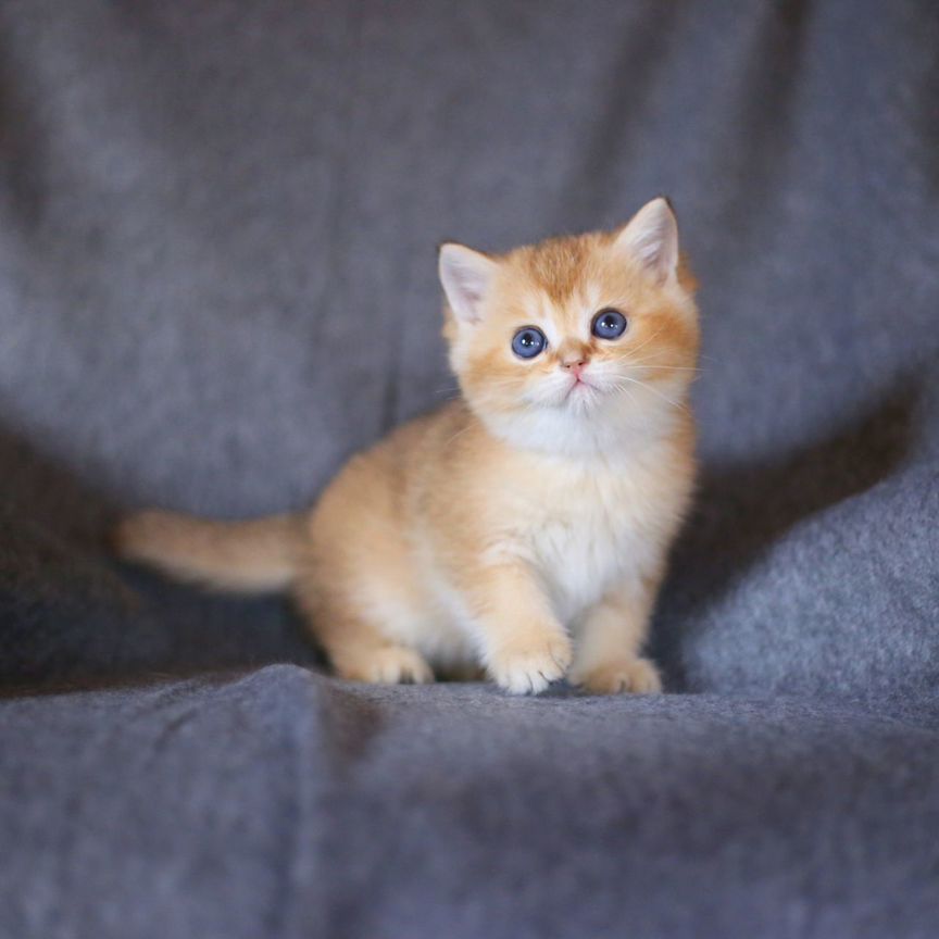 Британская шиншилла