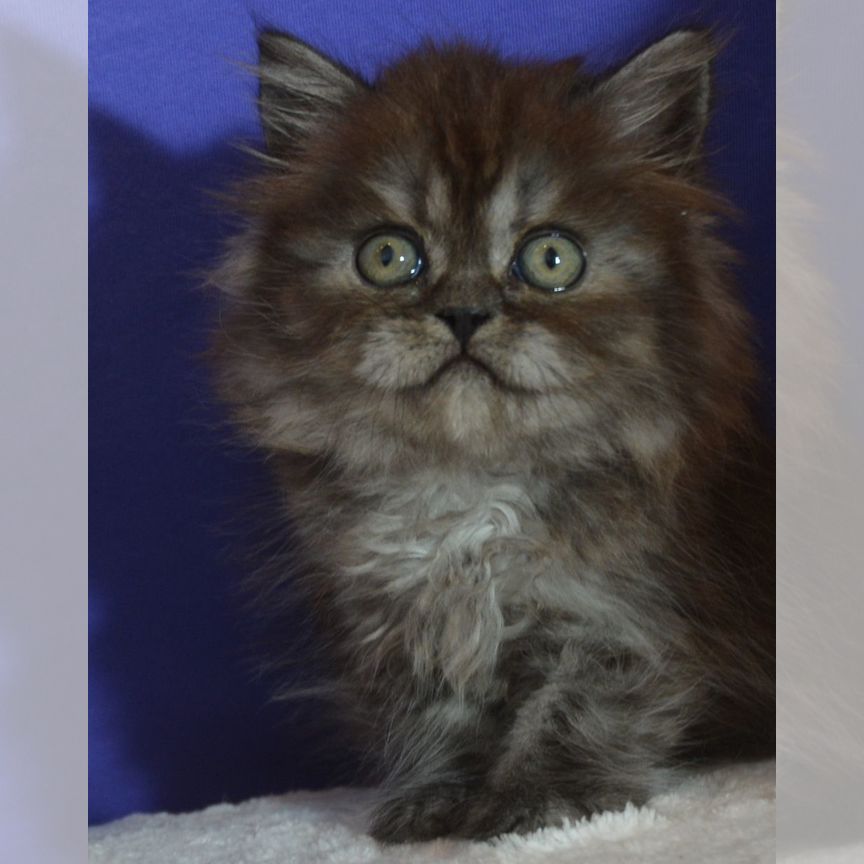 Девочка британка. Черный дым