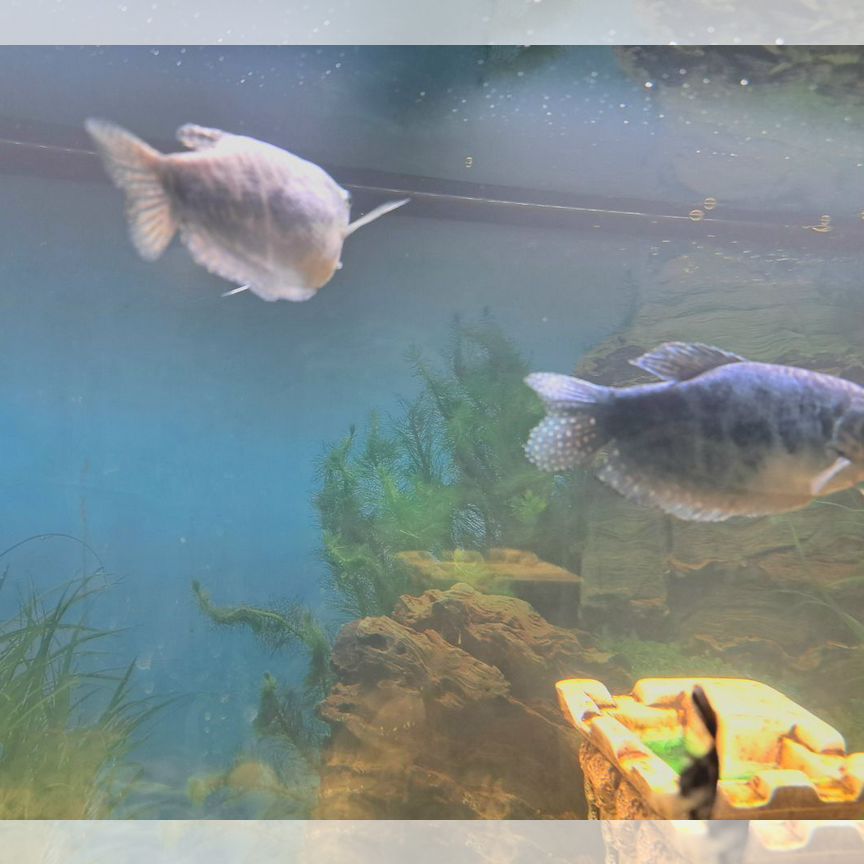 Пара взрослых гурами