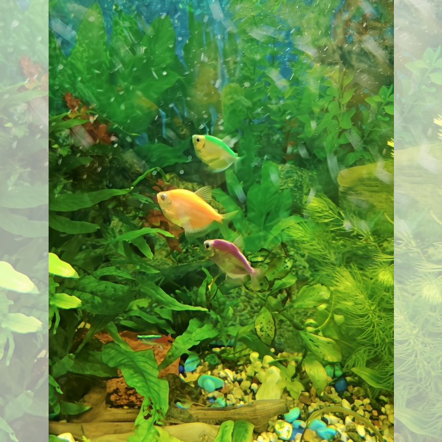 Рыбки тернеции