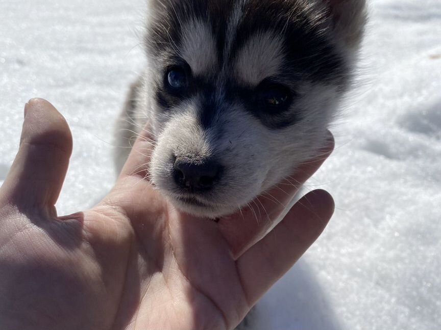 Сибирский хаски