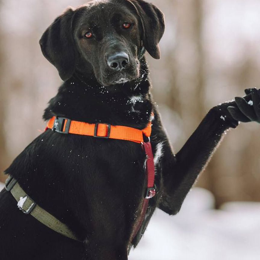 Взрослая собака в добрые руки