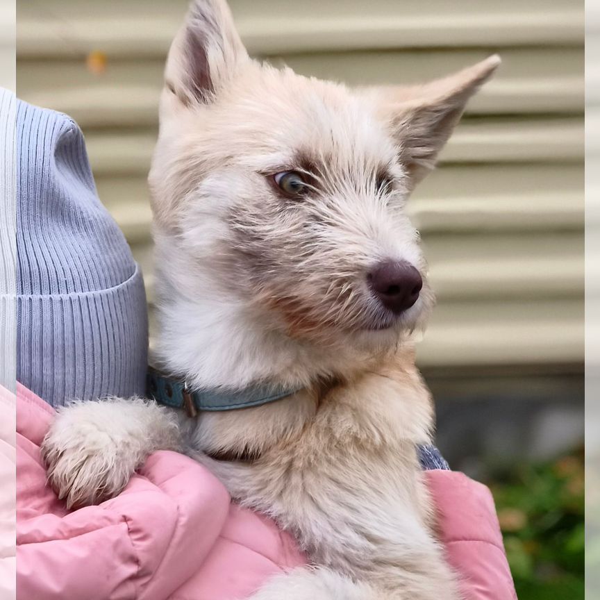 Щенок в добрые руки