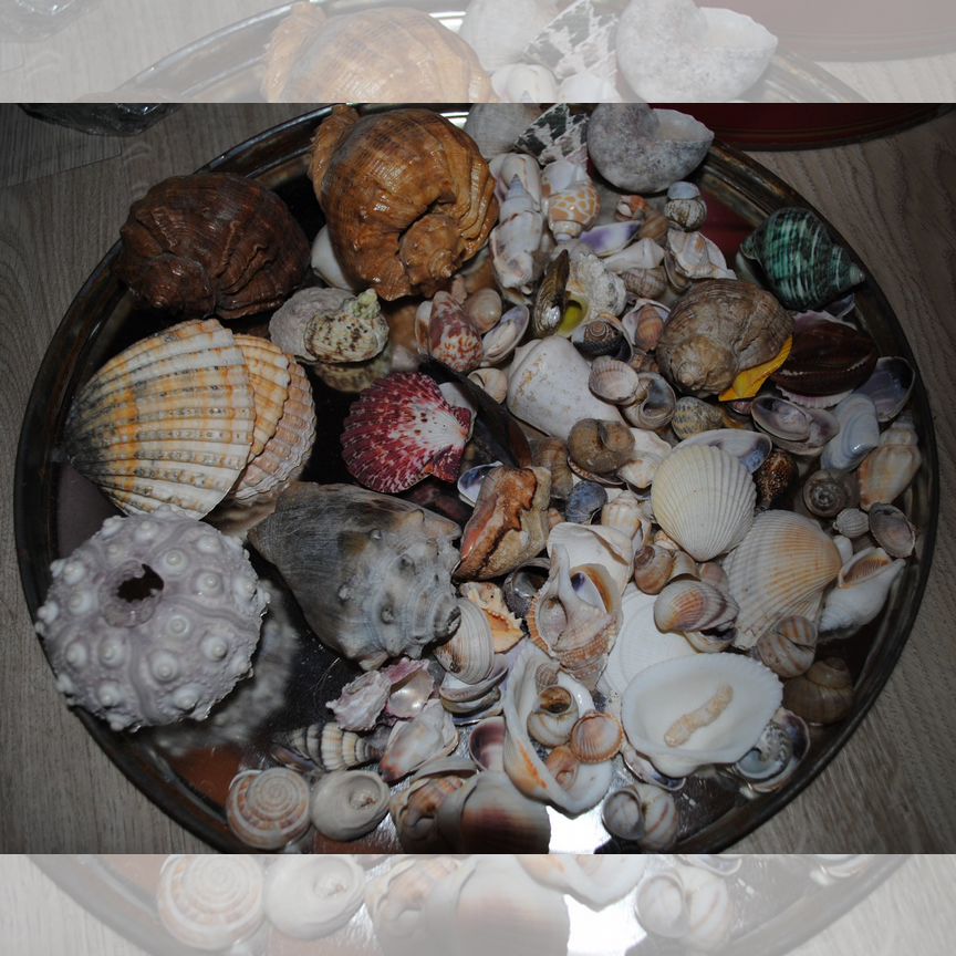 Морские ракушки раковины маленькие и средние
