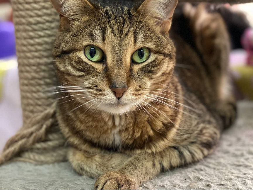 Кот ласковый добрый ищет дом