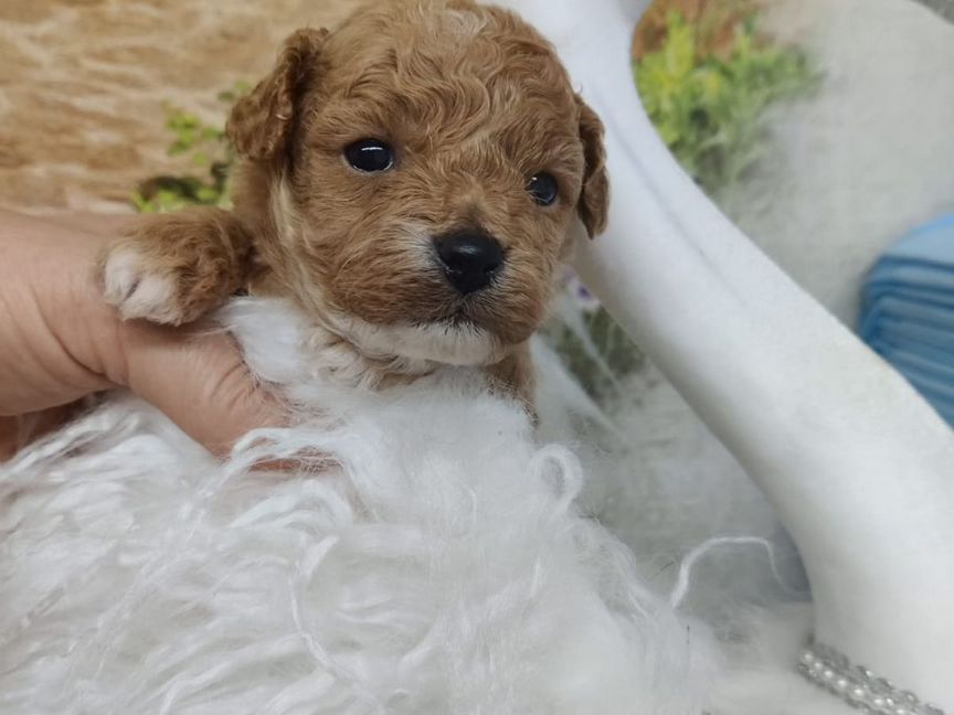 Детки мальтипу