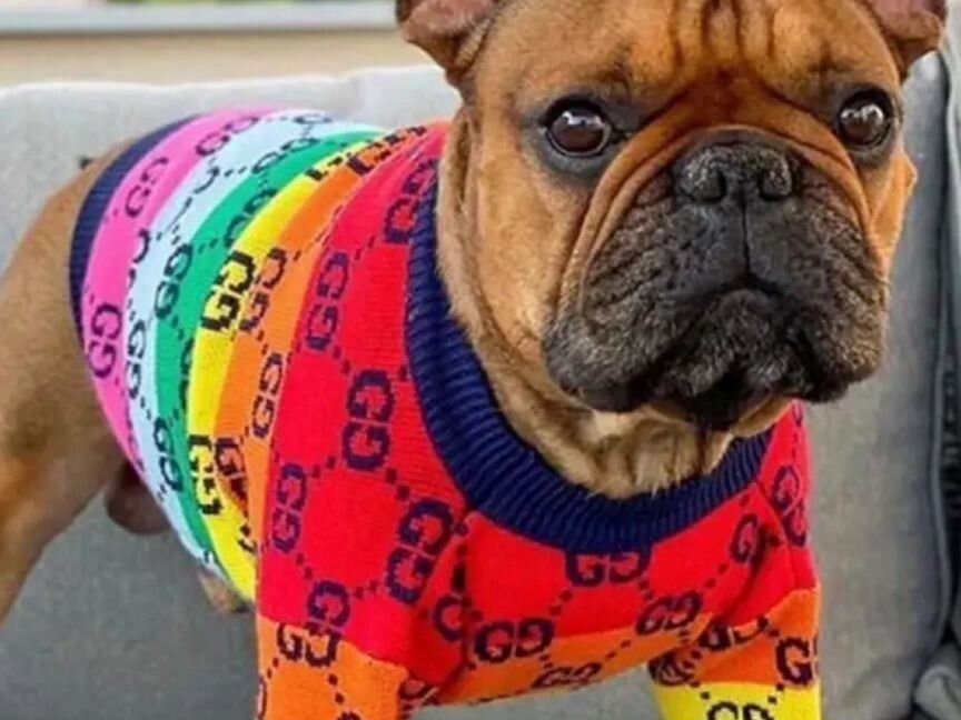 Брендовая одежда для собак gucci