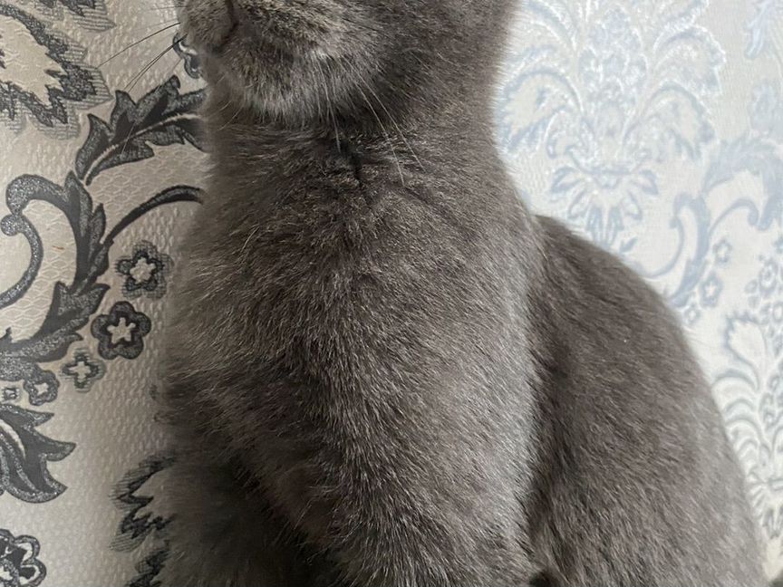 Кошка Кот Котенок