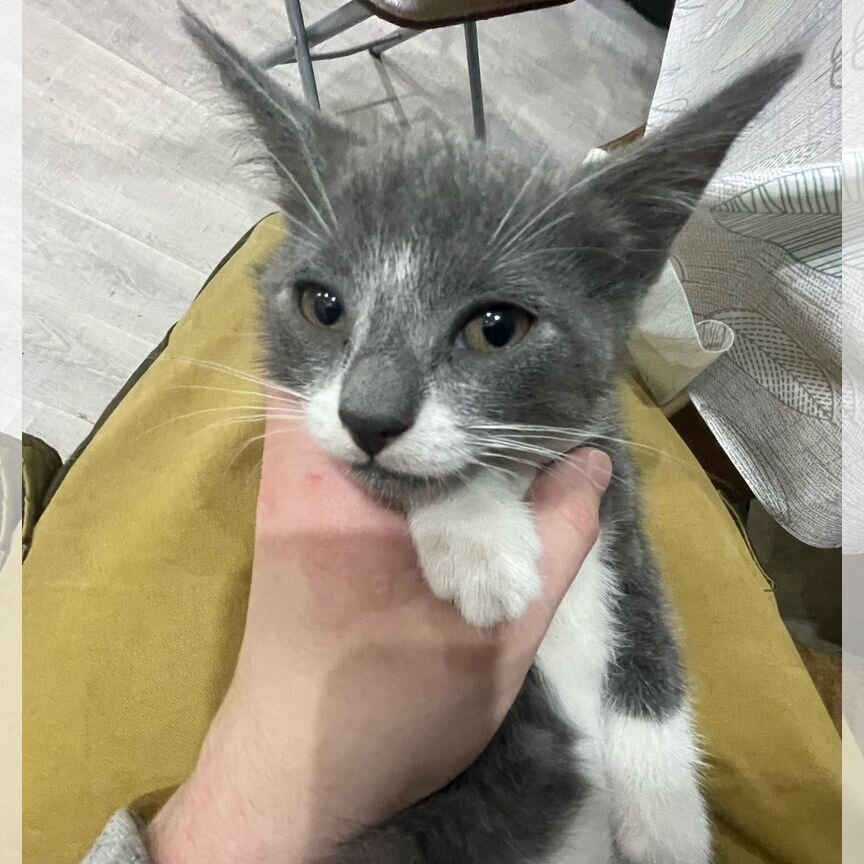 Котёнок в добрые руки