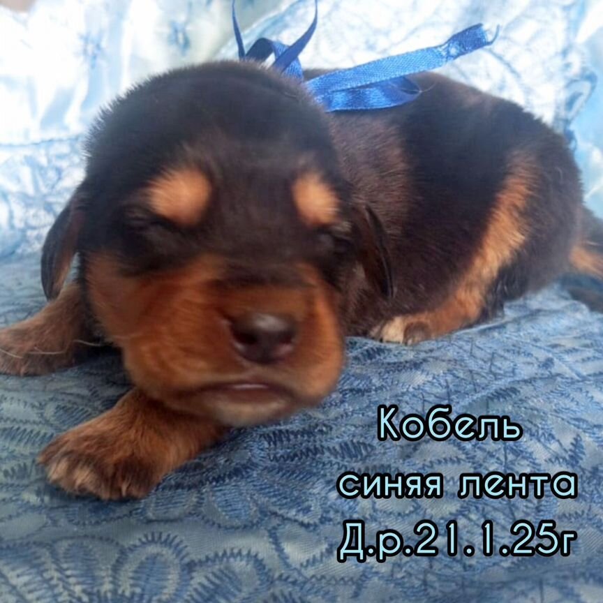 Тибетский мастиф / Щенки/21.1.25