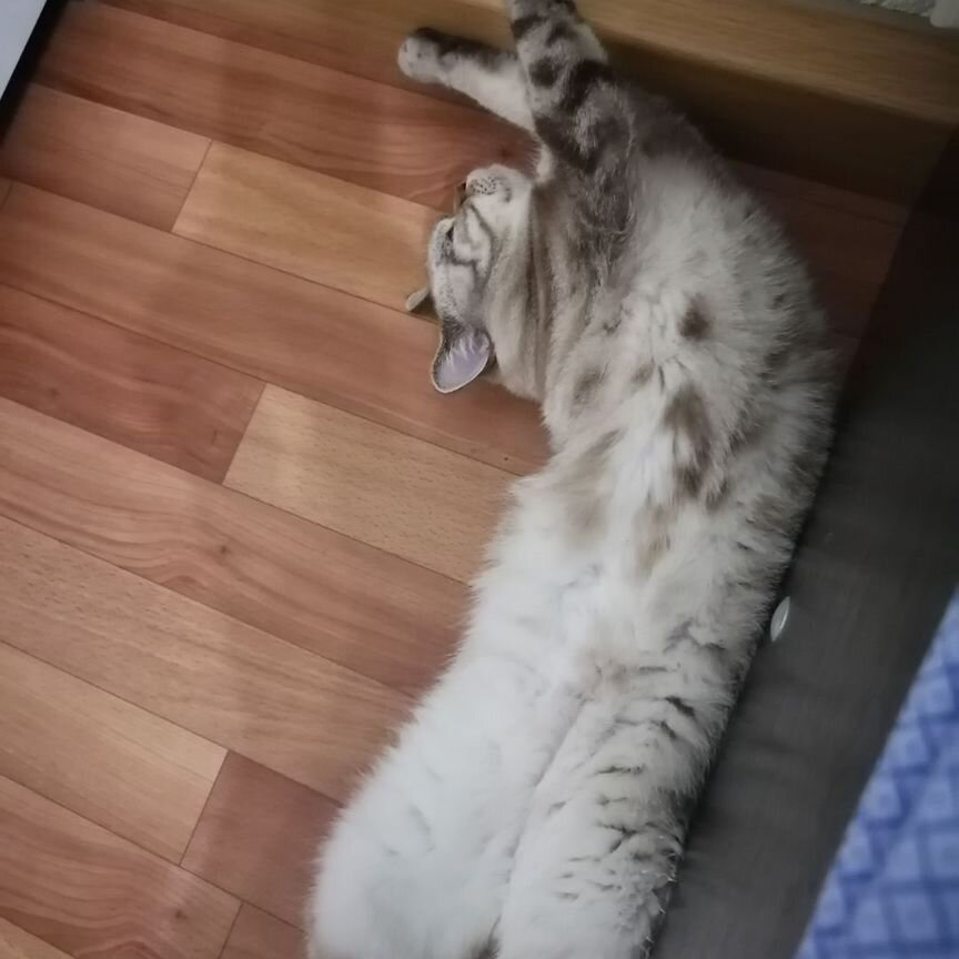 Шотландский кот вязка