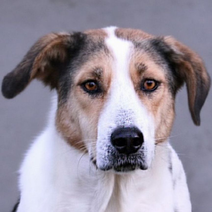 Взрослая собака в добрые руки