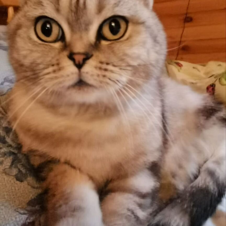 Британская кошечка Алиса