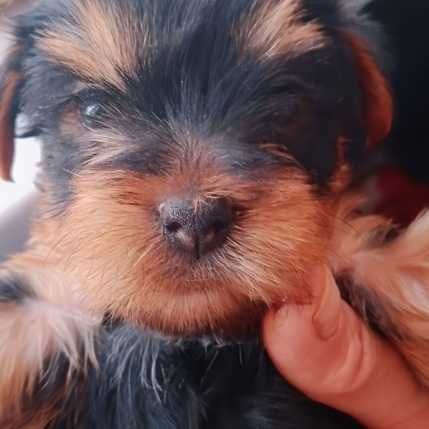 Йоркширский терьер, щенок