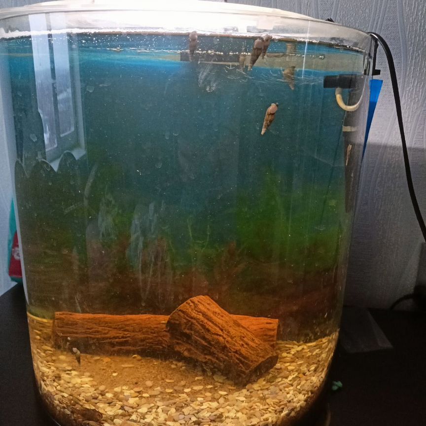 Аквариум с рыбками