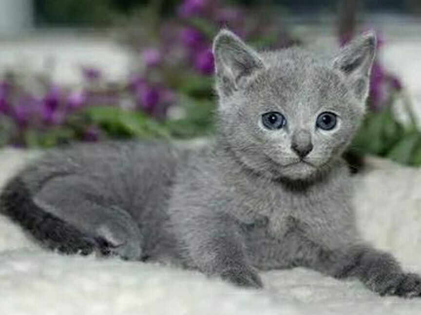 Котята русская голубая