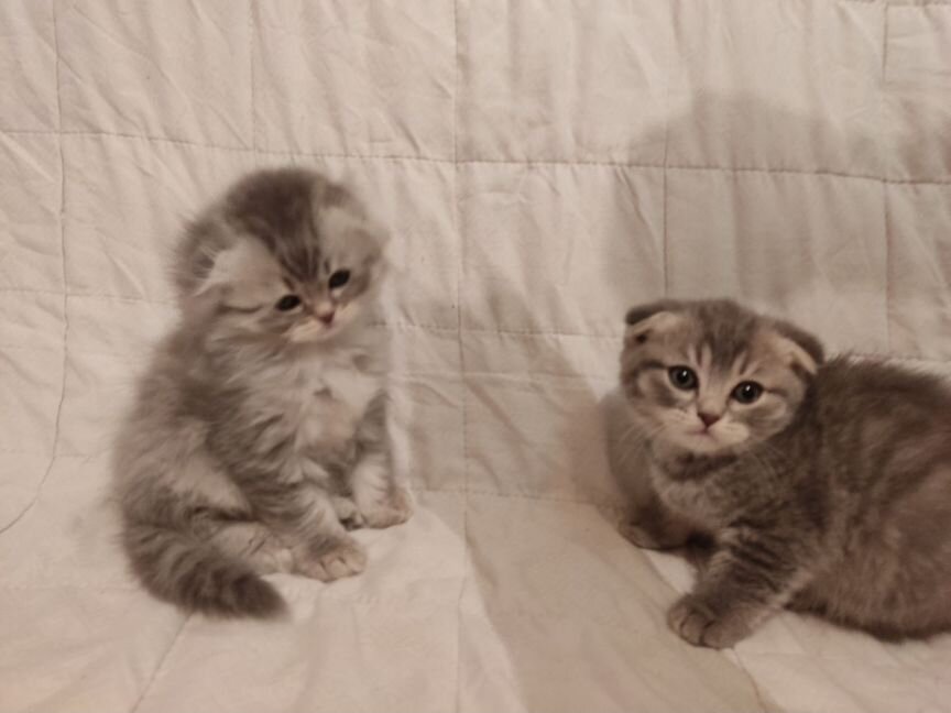 Шотландские вислоухие котята
