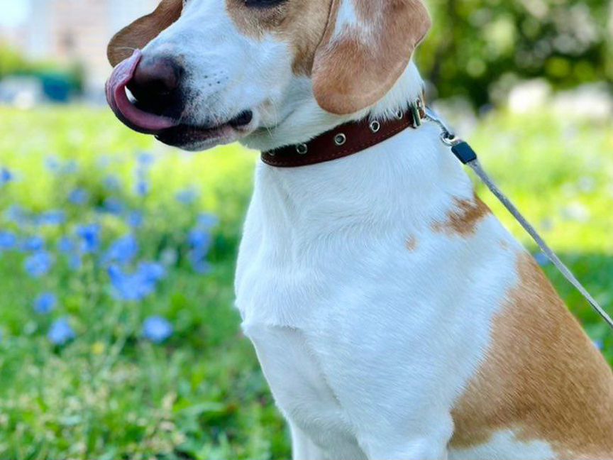 Эстонская гончая кобель (вязка)